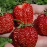 Strawberry Eldorado: Deskripsyon nan varyete nan ak karakteristik, aterisaj ak ap grandi 5836_7