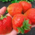 Strawberry Eldorado: Descripción de la variedad y características, aterrizando y creciendo. 5836_8