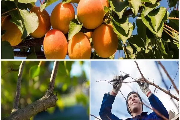 Hvordan dekke aprikos for vinteren: omsorg for trær i høst, beskjæring og forberedelse