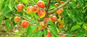 Beschreiwung an Charakteristike vun der Varietéit vun der Apricot akzenter, Landung, Kultivatioun a Pfleeg