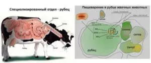 Per què la vaca té escuma de la boca o del flux de bava i què fer