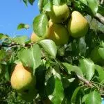 Pear perm: apejuwe ti awọn oriṣiriṣi ati awọn abuda, ibalẹ ati idagbasoke 5841_2