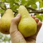 Pear perm: apejuwe ti awọn oriṣiriṣi ati awọn abuda, ibalẹ ati idagbasoke 5841_3