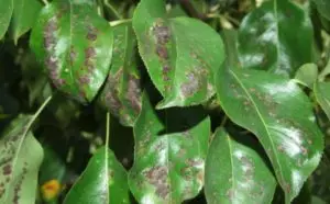 Why the leaves do the leaves on the pear tree what to do and what to treat how to deal with the disease
