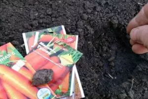 Com posar pastanagues per a llavors al sòl obert