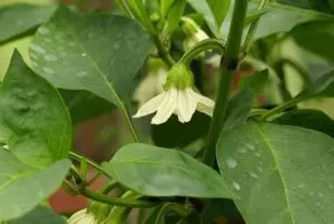 Waarom kan van de peper vallen en wat te doen