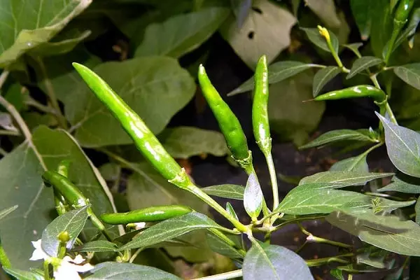 הדרקון תאילנדי