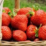 Strawberry Evi-2: Famaritana ireo karazany sy toetra mampiavaka ary mitombo ary mitombo 5846_1