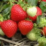 Strawberry Evi-2: Përshkrimi i varietetit dhe karakteristikave, ulje dhe rritje 5846_2