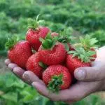 I-Strawberry Evi-2: Inkcazo yeentlobo ngeentlobo kunye neempawu, ukufika nokukhula 5846_3