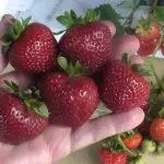 Strawberry Evi-2: Famaritana ireo karazany sy toetra mampiavaka ary mitombo ary mitombo 5846_7
