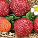 Strawberry Eni-2: Kufotokozera kwa mitundu ndi mawonekedwe, kufika ndikukula 5846_8
