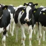 Hollantilaiset lehmät: Kuvaus ja ominaisuudet, historia ja sisältö 5849_14