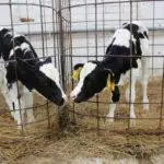 Rasa olandeză de vaci: descrierea și caracteristicile, istoria și conținutul 5849_15