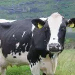 Rasa olandeză de vaci: descrierea și caracteristicile, istoria și conținutul 5849_3