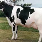 Rasa olandeză de vaci: descrierea și caracteristicile, istoria și conținutul 5849_4