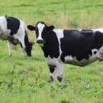 Hollantilaiset lehmät: Kuvaus ja ominaisuudet, historia ja sisältö 5849_7