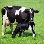 Hollantilaiset lehmät: Kuvaus ja ominaisuudet, historia ja sisältö 5849_8