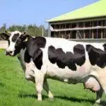 Rasa olandeză de vaci: descrierea și caracteristicile, istoria și conținutul 5849_9