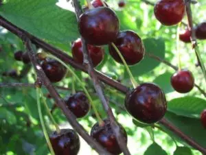 Sharraxaadda iyo astaamaha cherry ee noocyada kala duwan ee matxafka, astaamaha abuuritaanka iyo daryeelka