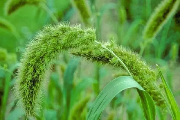 ಝಾಲ್ಯಾಜಿಯನ್ ಬಿಯಾನ್