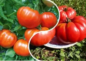 Descrição do tomate tomate tomate, características de crescimento e colheita