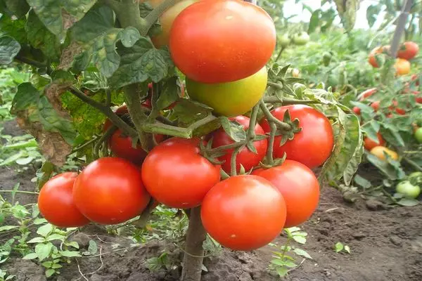 ブランチのトマト
