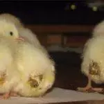 Driska pri piščancih: vrste driske, simptomi in kako ravnati doma 5856_2