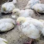 Diarrhea at chickens: types of diarrhea, symptoms and how to treat at home 5856_3
