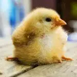 Driska pri piščancih: vrste driske, simptomi in kako ravnati doma 5856_7