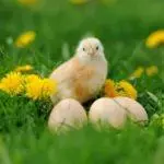 Biegunka na kurczakach: rodzaje biegunki, objawów i sposobu leczenia w domu 5856_9