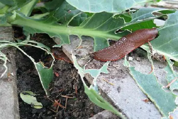 Chotsani slugs