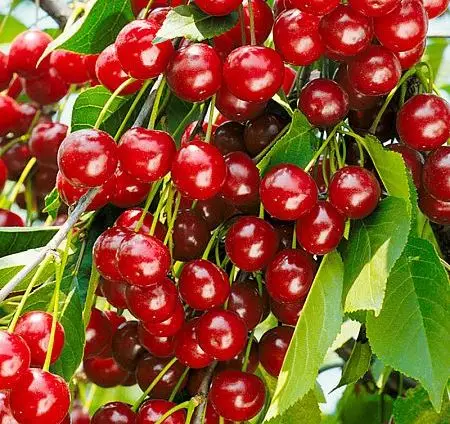 Cherry Brusnitsa.