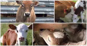 จะทำอย่างไรถ้าลูกวัวไม่กินและไม่ดื่มและวิธีการเลี้ยงลูก