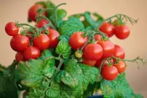 Beschreiwung vun der Varietéit vum Tomaten Pigemus an d'Features wuessen