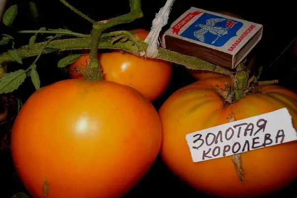 Urddas tomato amrywiaeth