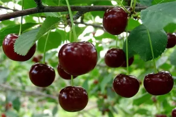 Cherry Zhukovskaya