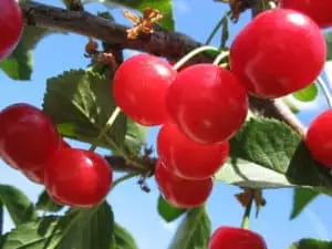 Beschreiwung an Charakteristike vum Cherry Grad Meteor, seng Virdeeler an Nodeeler