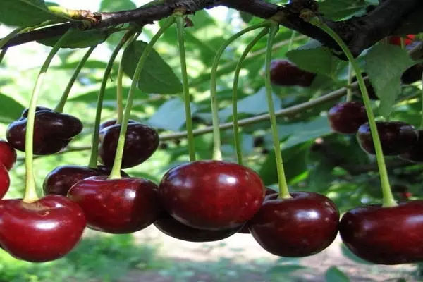 Beeren op enger Zeil