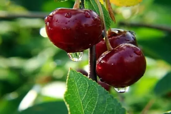 Опис на вишни Zhukovskaya сорта, карактеристики на плодни, родот и расте