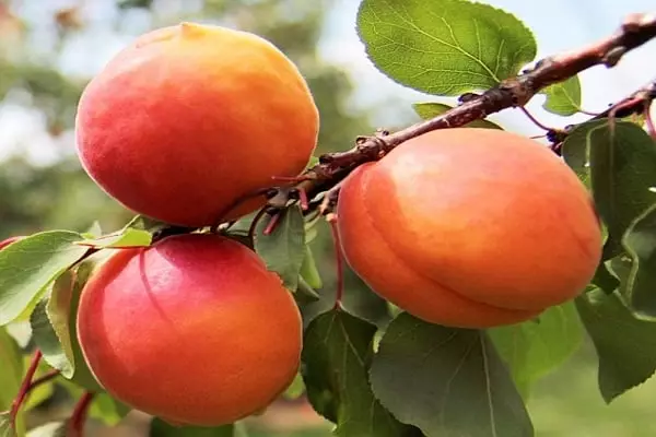 நாற்று apricot