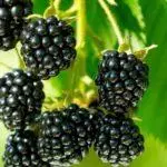 BlackBerry Ebony: Lýsing á fjölbreytni og eiginleikum, lendingu og vaxandi 5871_1