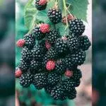 Blackberry Ebony: Deskripsi pelbagai dan ciri-ciri, pendaratan dan tumbuh 5871_10