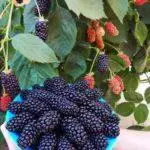 Blackberry Ebony: Descrizione della varietà e caratteristiche, atterraggio e crescita 5871_11