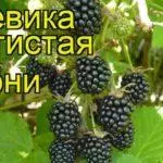 黑莓烏木：種類和特點，著陸和成長的描述 5871_2