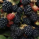 Blackberry Ebony: Descrizione della varietà e caratteristiche, atterraggio e crescita 5871_3