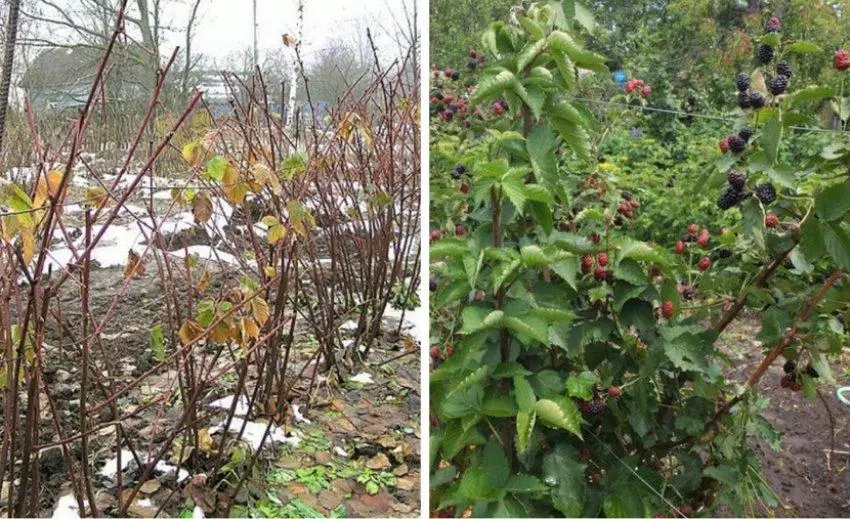 黑莓灌木叢