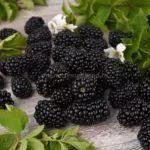 Blackberry Ebony: Descrizione della varietà e caratteristiche, atterraggio e crescita 5871_9