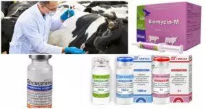 Tandha lan diagnosis clostridiosis ing sapi, perawatan lan pencegahan