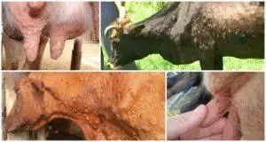 ძროხის ძროხის სიმპტომები და დიაგნოზი, CRS მკურნალობა და პრევენცია